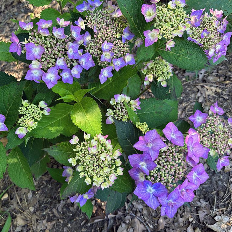 Cape Cod Hydrangea Festival 2023 - Hyannis Country Garden