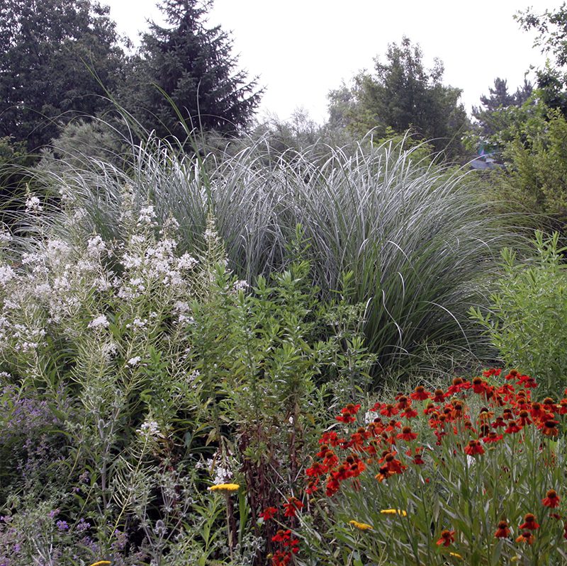 growing ornamental grasses in Cape Cod gardens