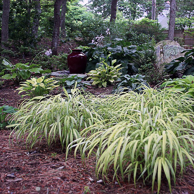 shade garden - Hyannis Country Garden