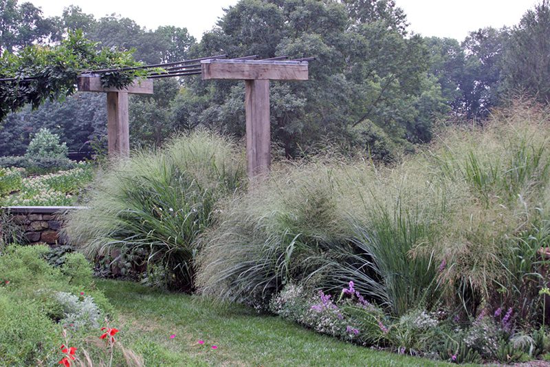 growing ornamental grasses in Cape Cod gardens