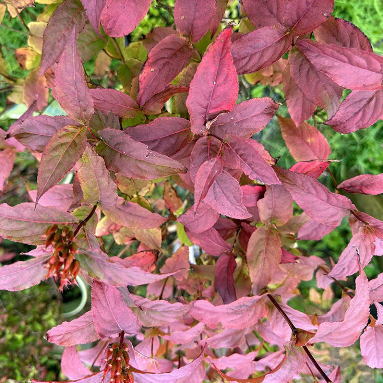 Diervilla kodiak red leaf color - Hyannis Country Garden