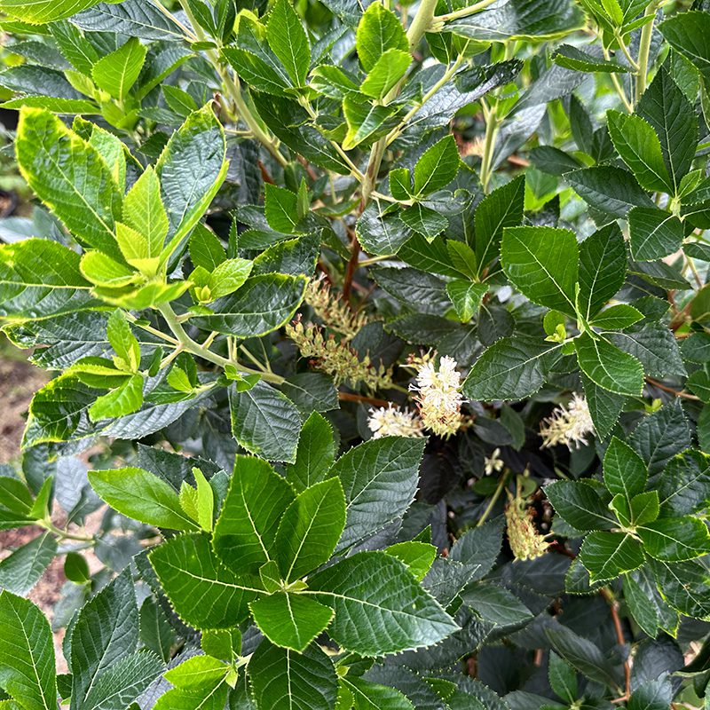 Notable Natives You Can Plant Now - Hyannis Country Garden