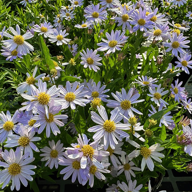 The End of Summer Perennial Garden - Hyannis Country Garden