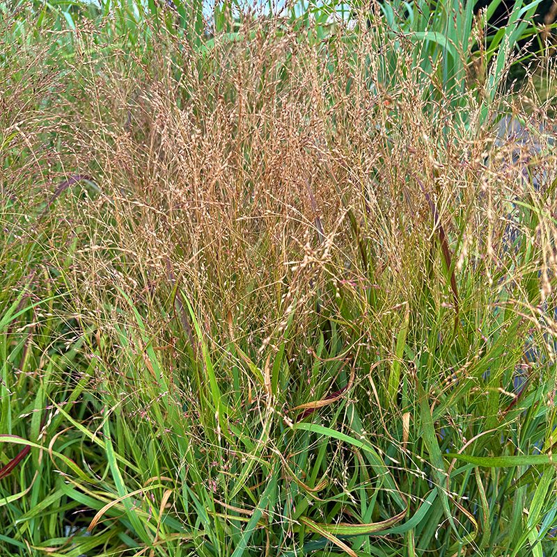 Notable Natives You Can Plant Now - Hyannis Country Garden