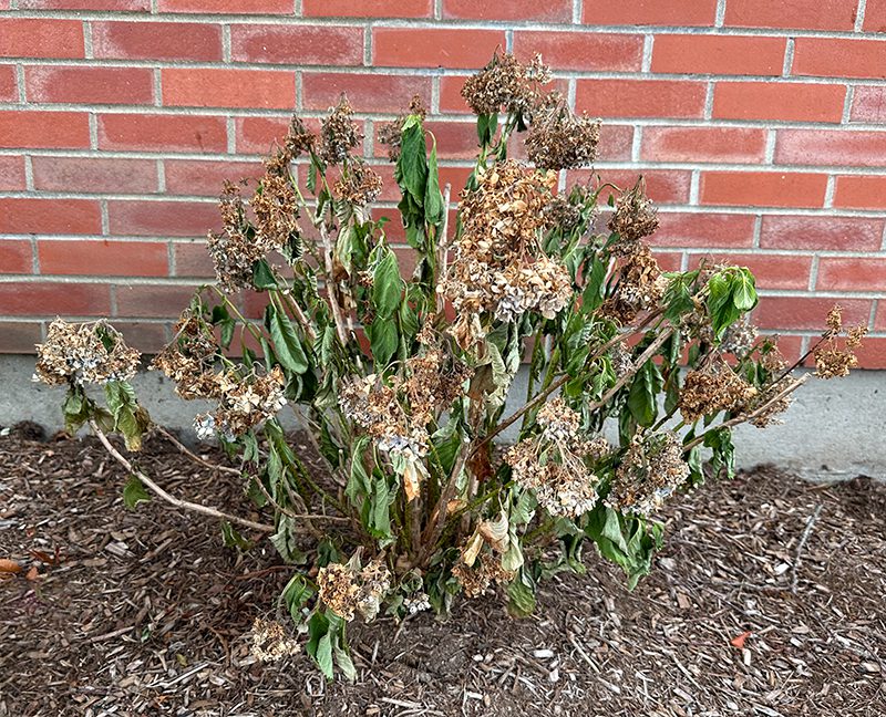 Early Fall Gardening Q & A - Hyannis Country Garden