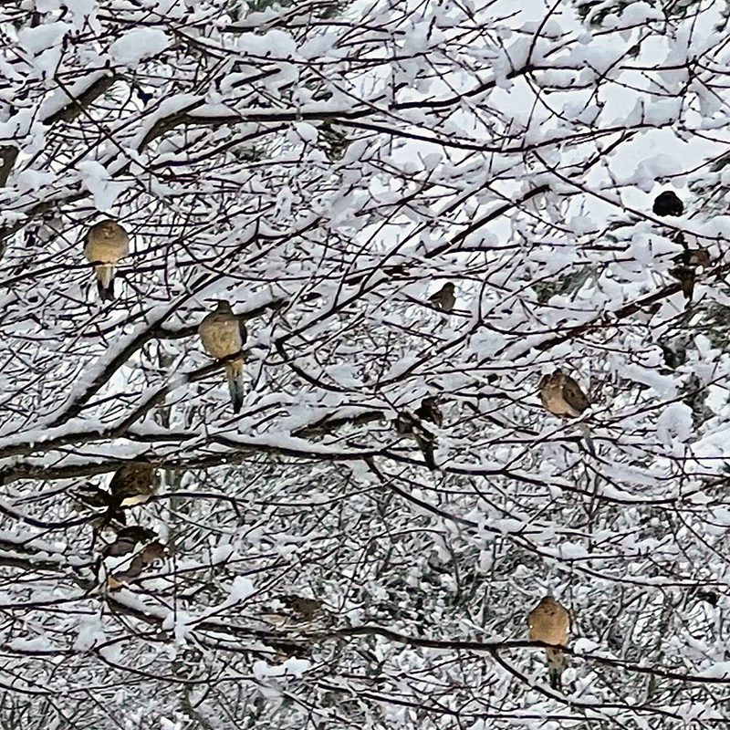 Preparing For Winter - November Q & A - Hyannis Country Garden