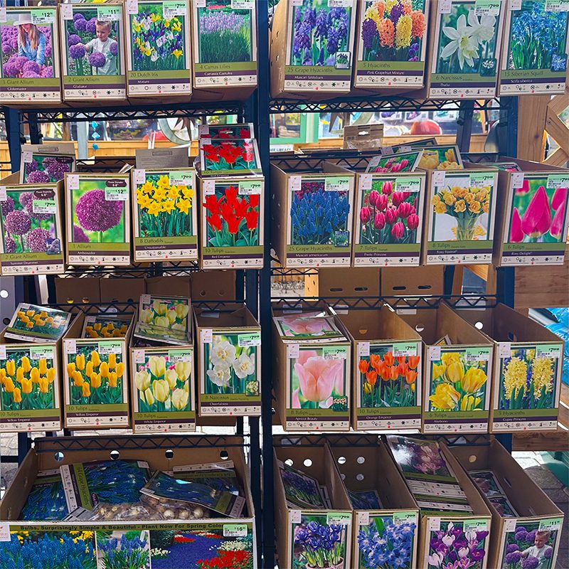 Questions From The Bulb and Garlic Happy Hour