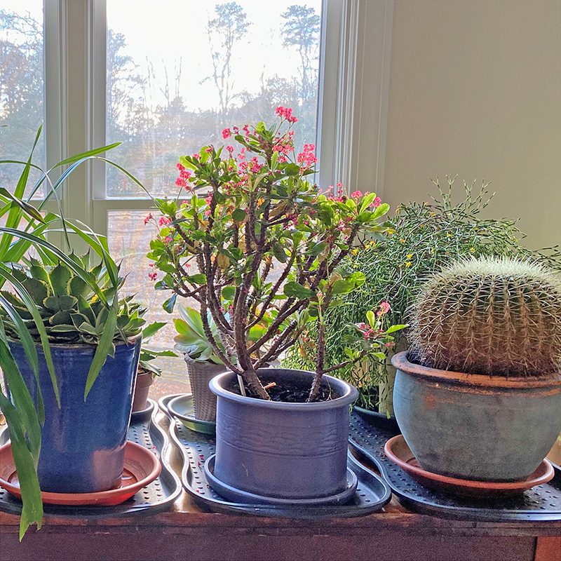 Houseplants Archives - Hyannis Country Garden