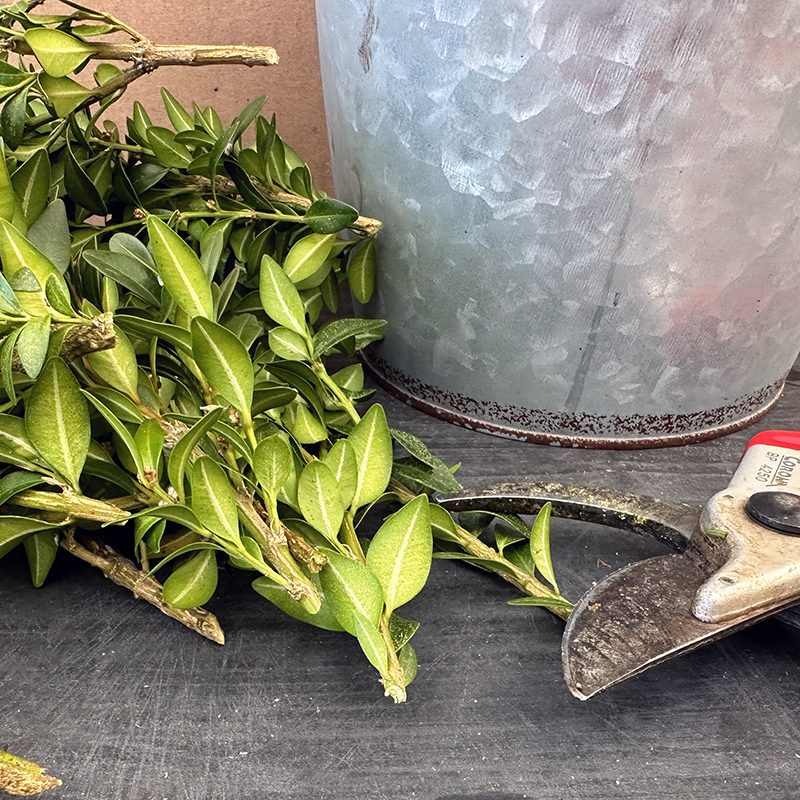 Keeping Holiday Greens Fresh - Hyannis Country Garden