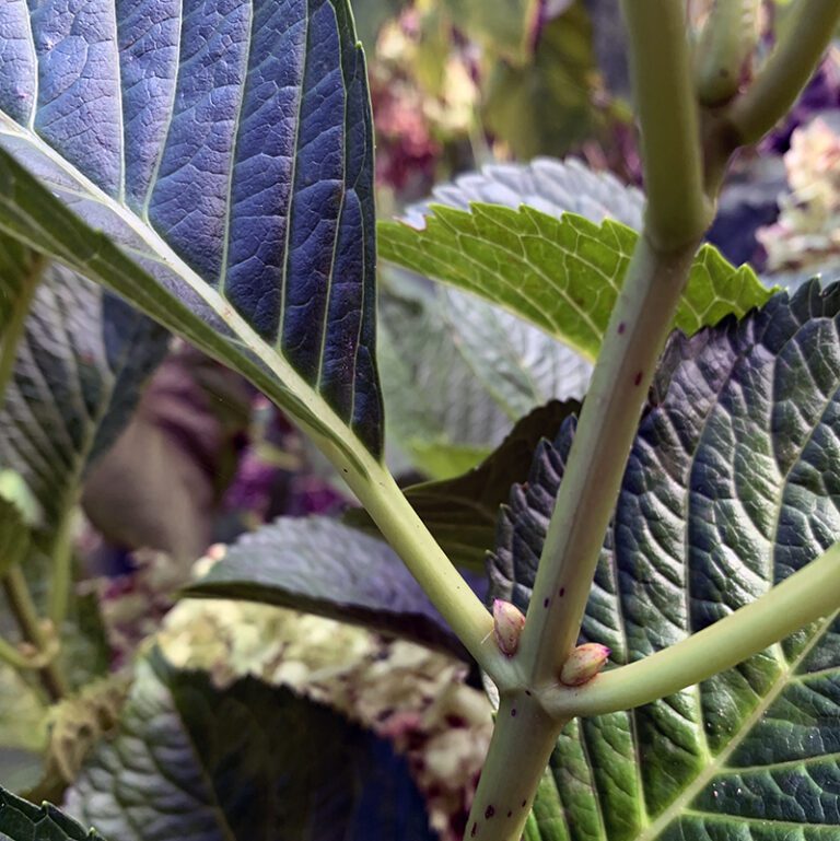 Should I Wrap My Hydrangeas For Winter? - Hyannis Country Garden