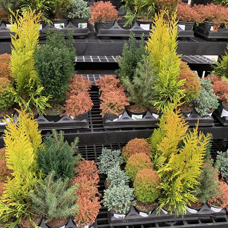 miniature evergreens - Hyannis Country Garden