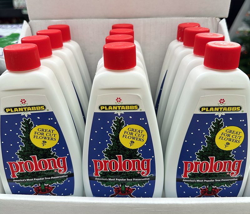 Keeping Holiday Greens Fresh - Hyannis Country Garden