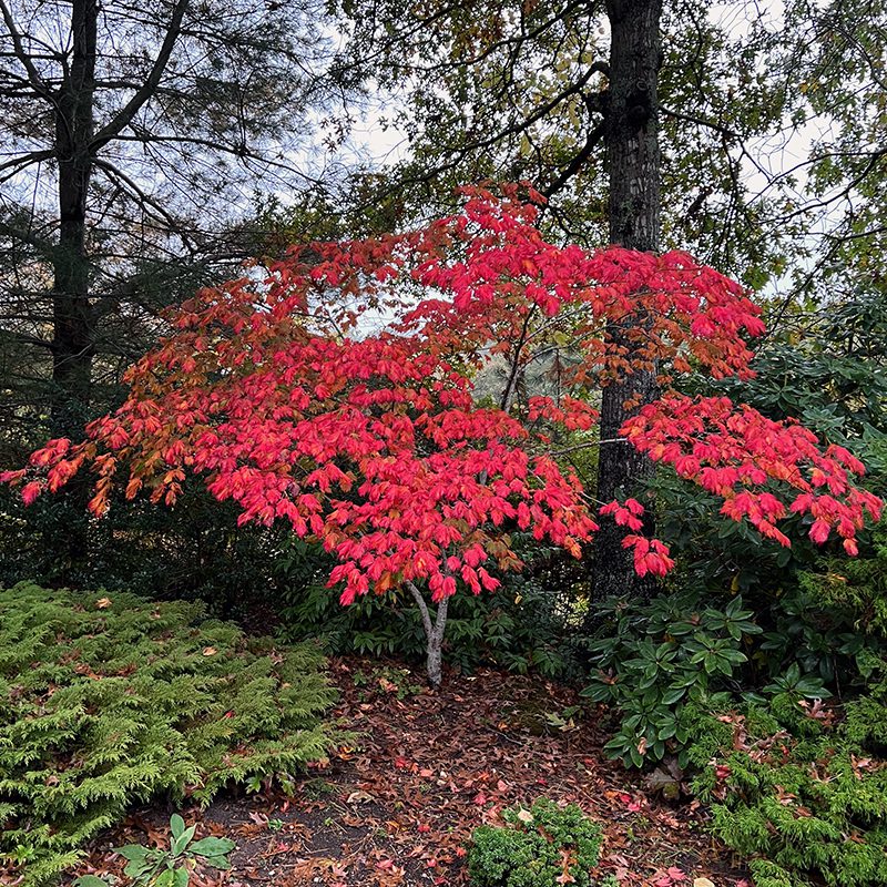 End of Year Q & A - Hyannis Country Garden