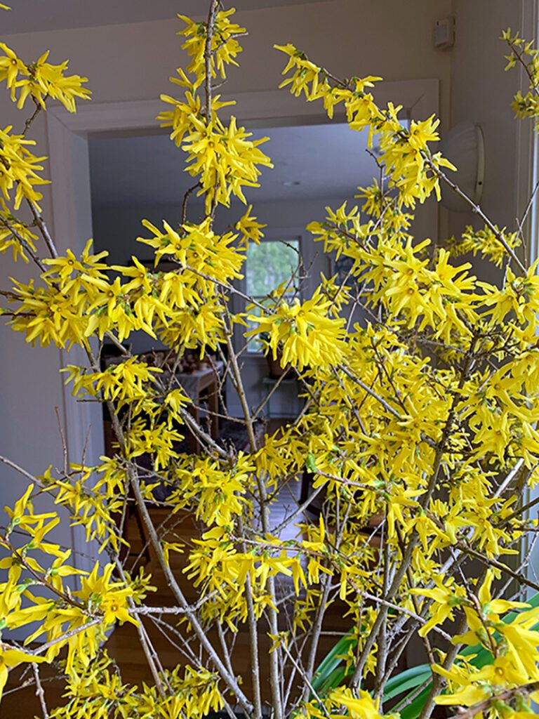 Winter Pruning of Forsythia - Hyannis Country Garden