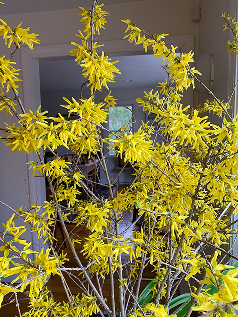 Winter Pruning of Forsythia - Hyannis Country Garden
