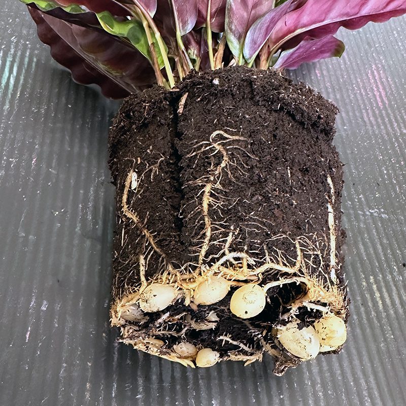 Houseplants Archives - Hyannis Country Garden