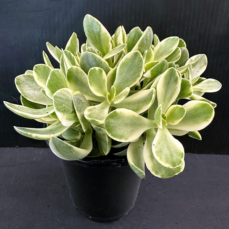 variegated jade - Hyannis Country Garden