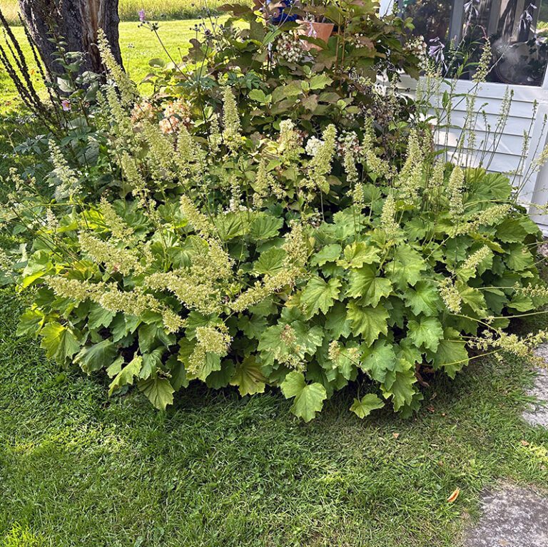 Beauty, Purpose, & Joy in One Plant: Heuchera! - Hyannis Country Garden