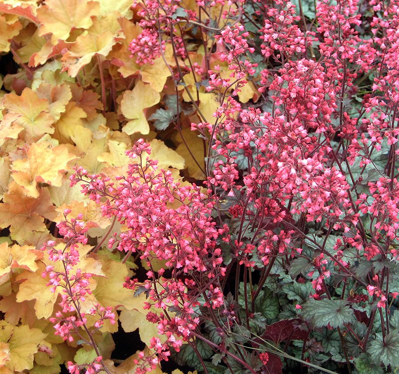 Beauty, Purpose, & Joy in One Plant: Heuchera! - Hyannis Country Garden