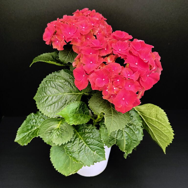 Can I Plant My Gift Hydrangea Outside? - Hyannis Country Garden