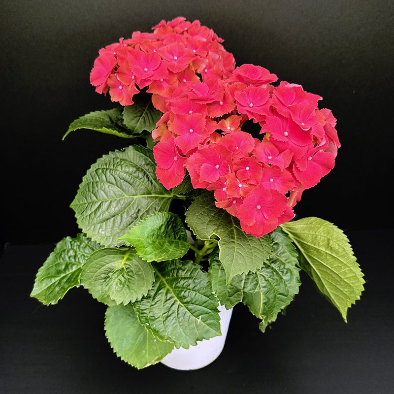 Can I Plant My Gift Hydrangea Outside? - Hyannis Country Garden