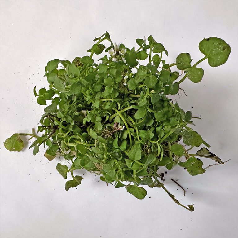 Bittercress: The Weed of the Week - Hyannis Country Garden