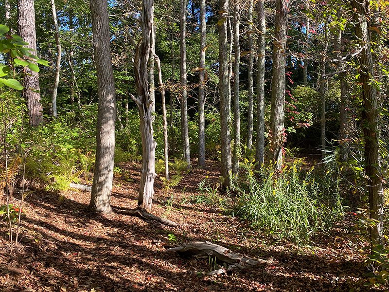 Smart Fertilizing on Cape Cod - Hyannis Country Garden