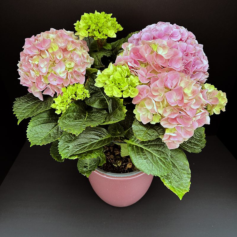 Can I Plant My Gift Hydrangea Outside? - Hyannis Country Garden