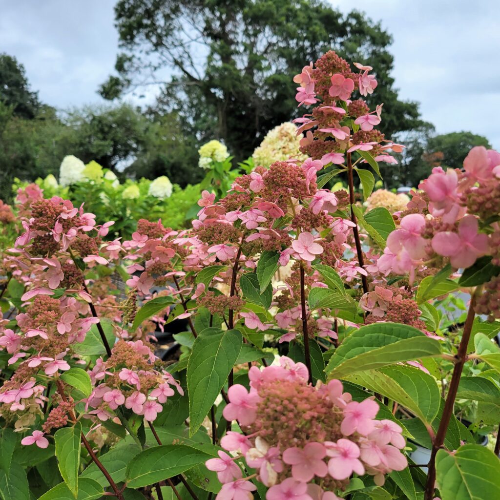 fall hydrangea - Hyannis Country Garden