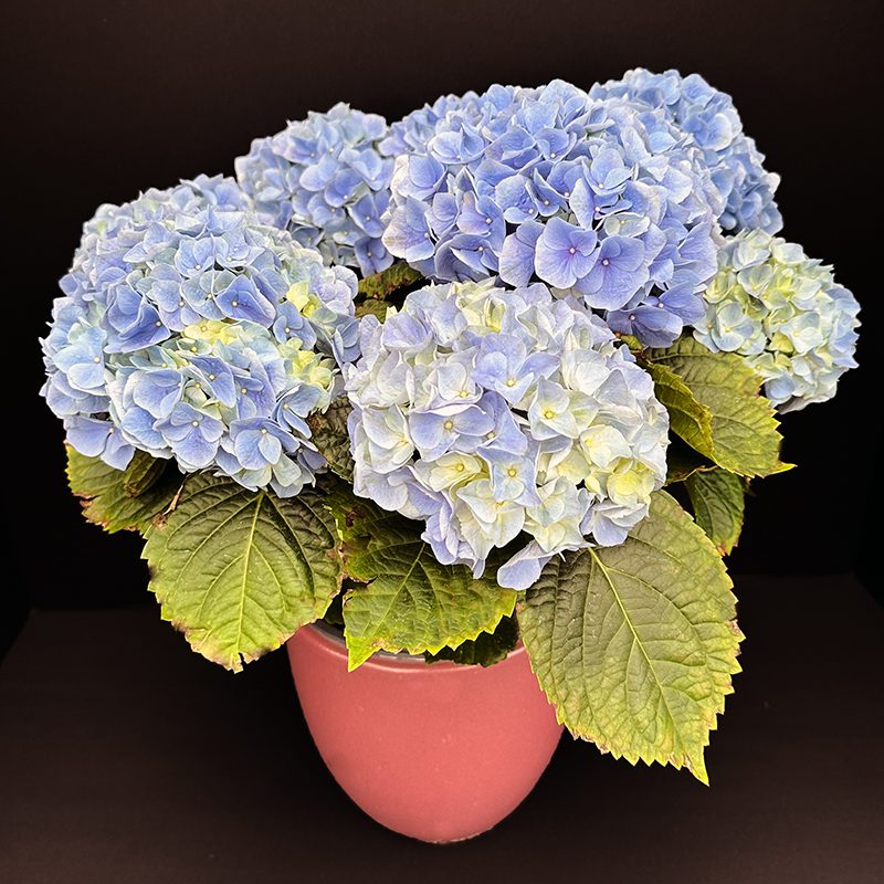 Can I Plant My Gift Hydrangea Outside? - Hyannis Country Garden