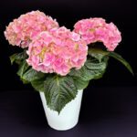 Can I Plant My Gift Hydrangea Outside? - Hyannis Country Garden