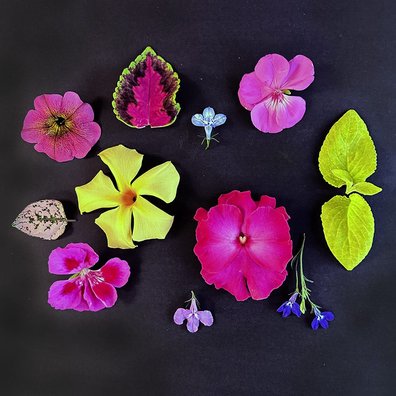 Your Journey To Joy: Pressed Flowers - Hyannis Country Garden