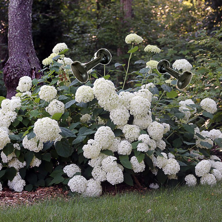 Can I Make My Hydrangea Stems Stronger? - Hyannis Country Garden