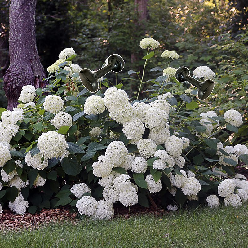 Can I Make My Hydrangea Stems Stronger? - Hyannis Country Garden