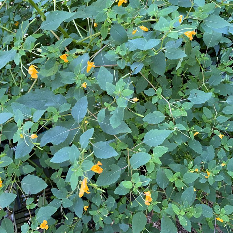 Weed Of The Week: Jewelweed - Hyannis Country Garden