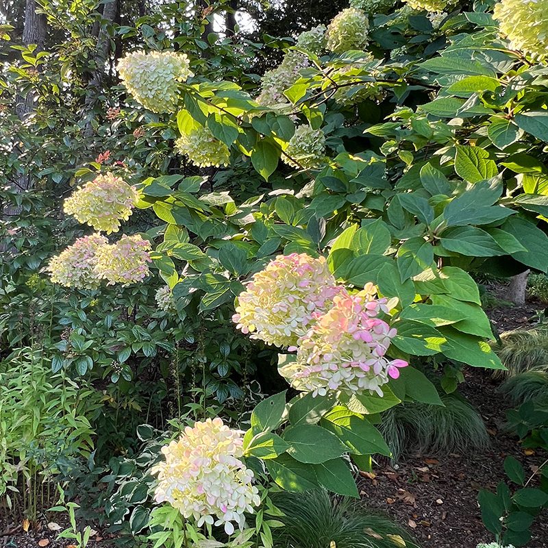 Can I Make My Hydrangea Stems Stronger? - Hyannis Country Garden
