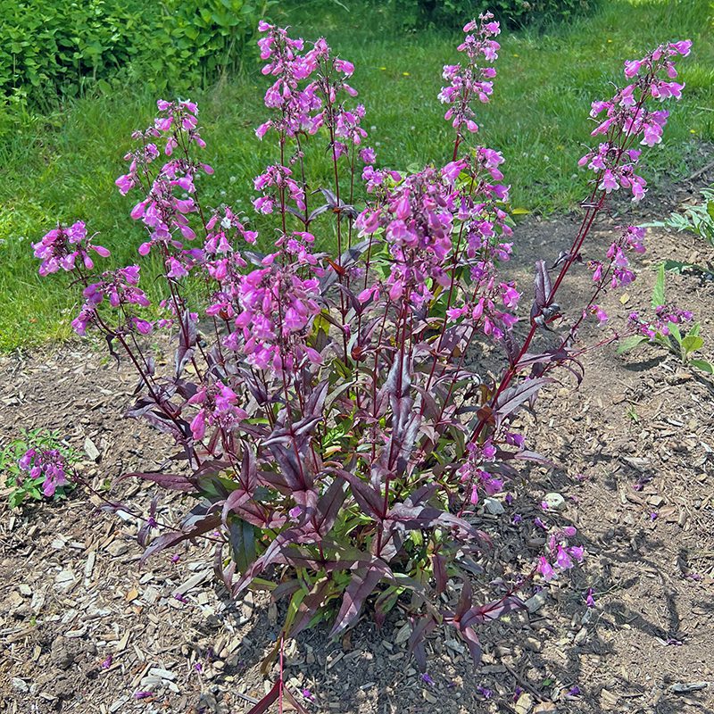 Escape to Beauty & Joy: Cutting Gardens - Hyannis Country Garden