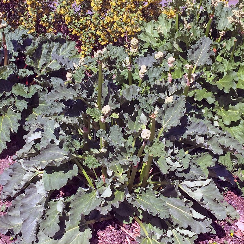 Gardening With Purpose: Rhubarb - An Edible Landscape Plant - Hyannis ...