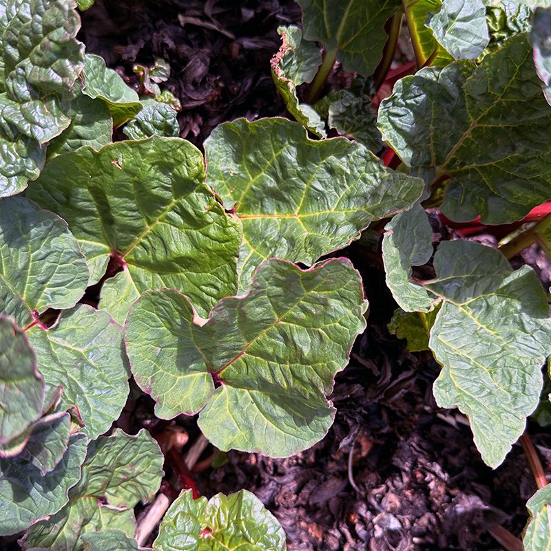 Gardening With Purpose: Rhubarb - An Edible Landscape Plant - Hyannis ...