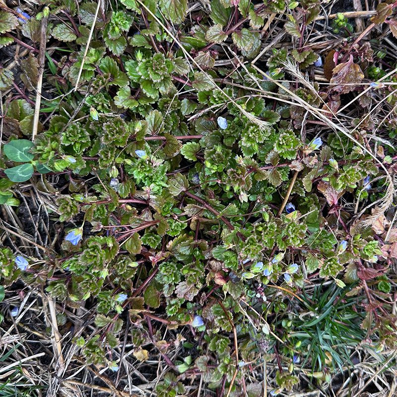 Blog - Hyannis Country Garden