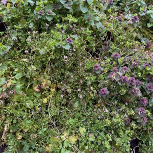 Weed of the Week: Corn Speedwell - Hyannis Country Garden