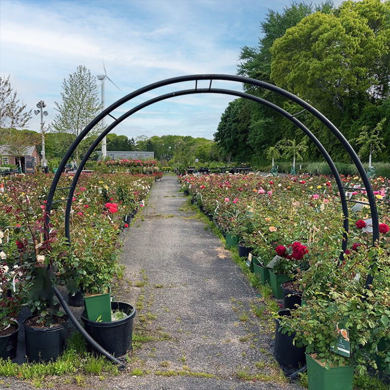 Escape to Beauty and Joy: Roses - Hyannis Country Garden