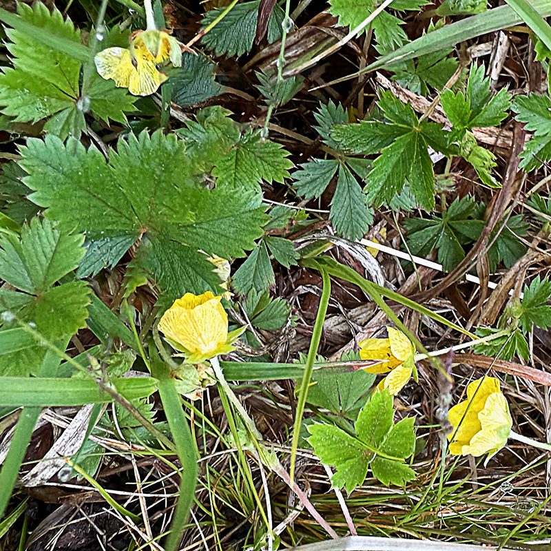 Weed of the Week: Dwarf Cinquefoil - Hyannis Country Garden