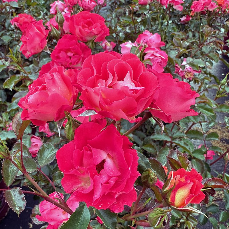 Escape to Beauty and Joy: Roses - Hyannis Country Garden