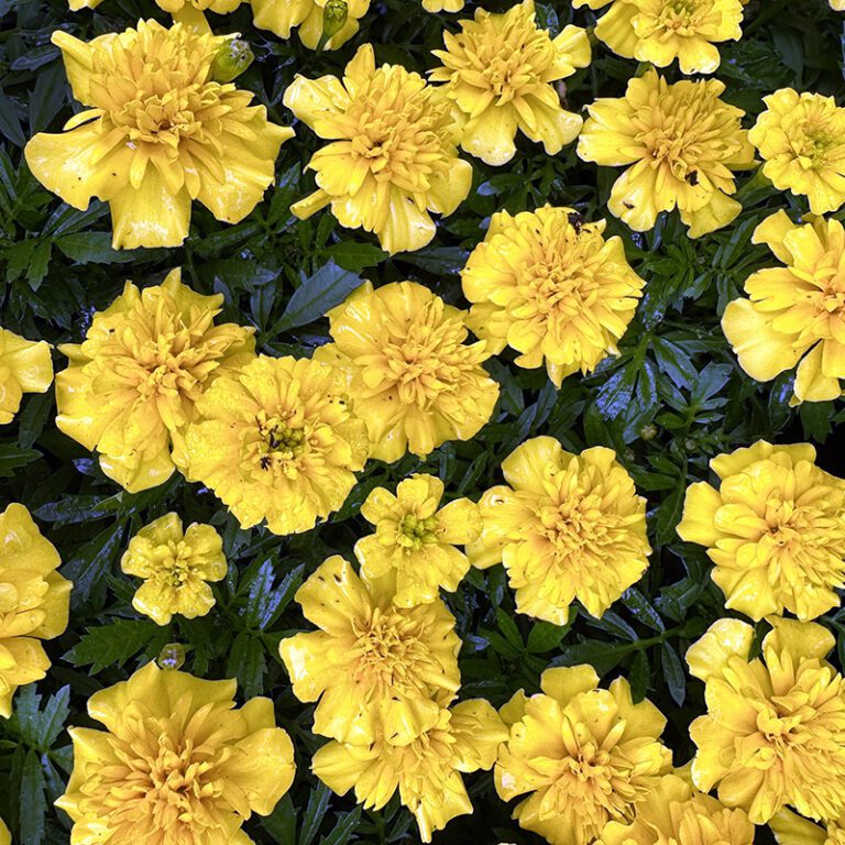 Fun With The Language of Flowers - Hyannis Country Garden