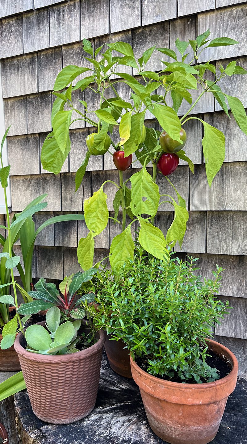 pepper in pot - Hyannis Country Garden