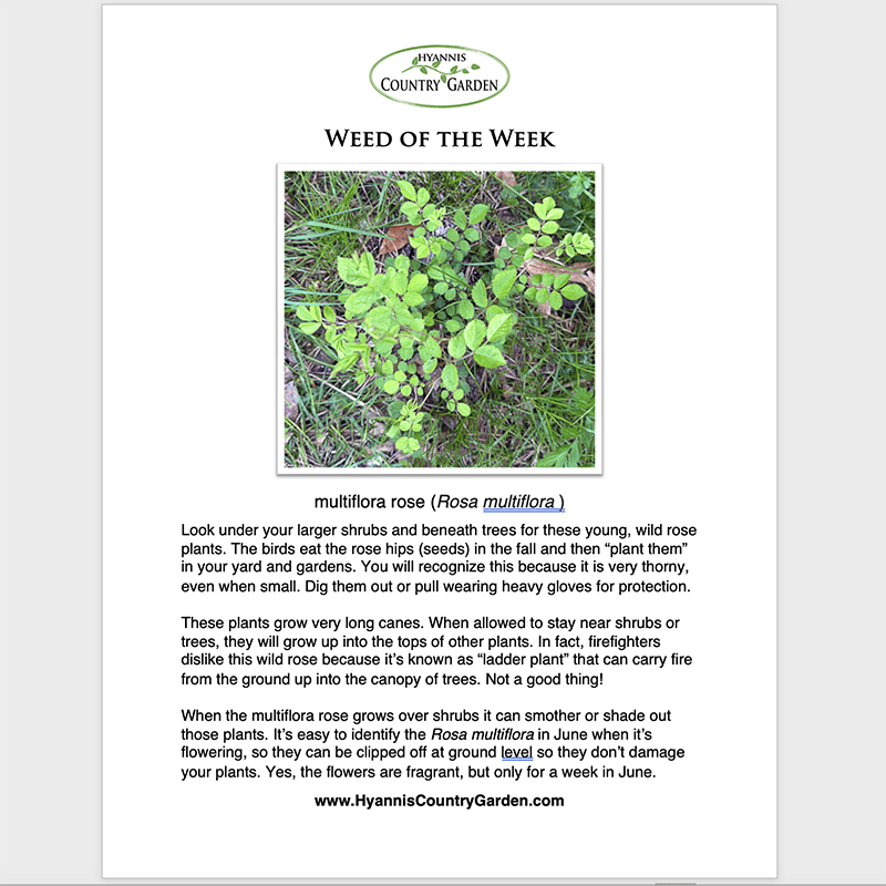 Weed of the Week: Multiflora Rose - Hyannis Country Garden