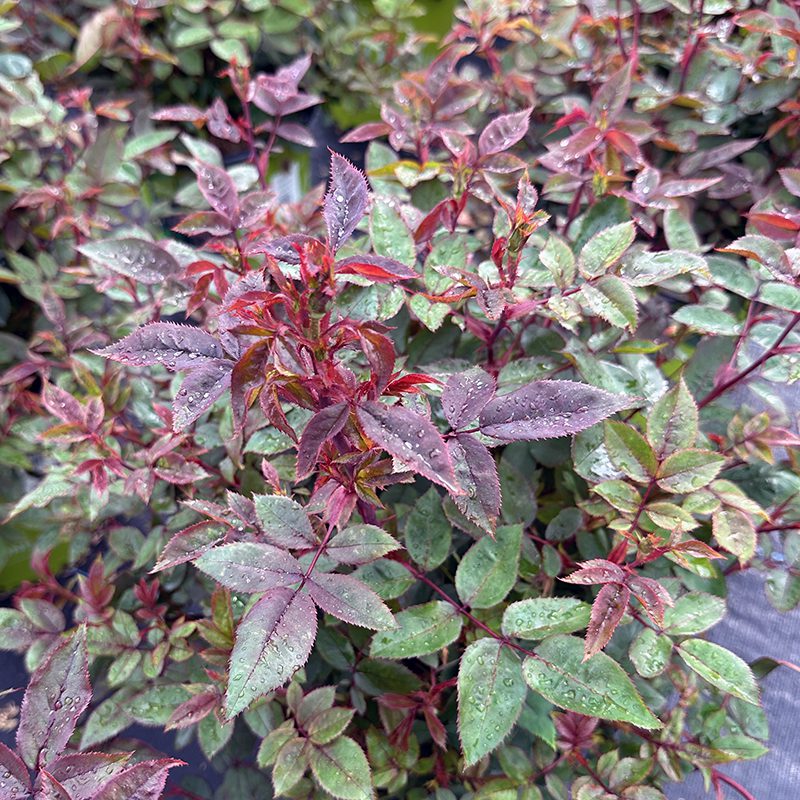 Escape to Beauty and Joy: Roses - Hyannis Country Garden