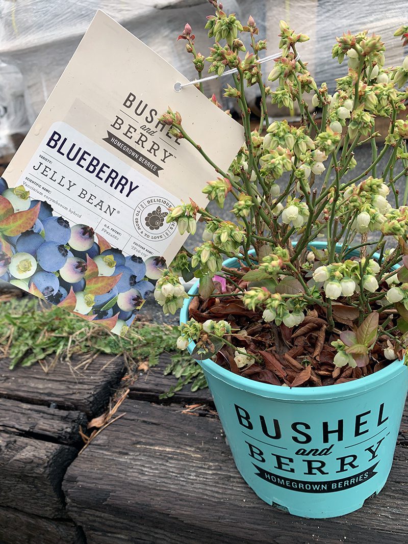 small blueberry containers - Hyannis Country Garden