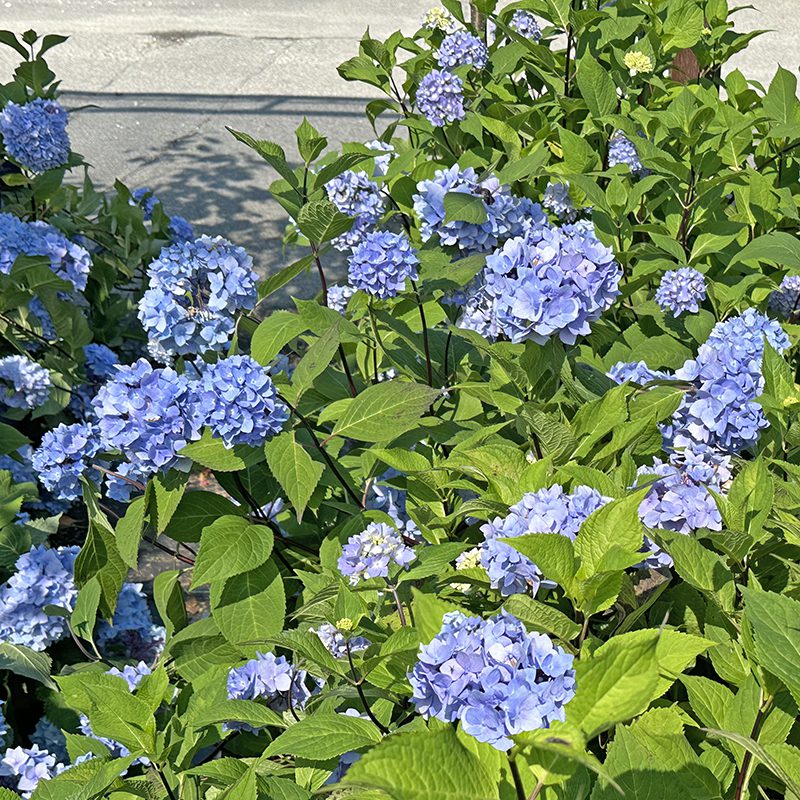 Q & A From Hydrangea Joy Happy Hour - Hyannis Country Garden